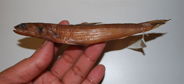 큰 매퉁이(Greater lizardfish). Saurida tumbil