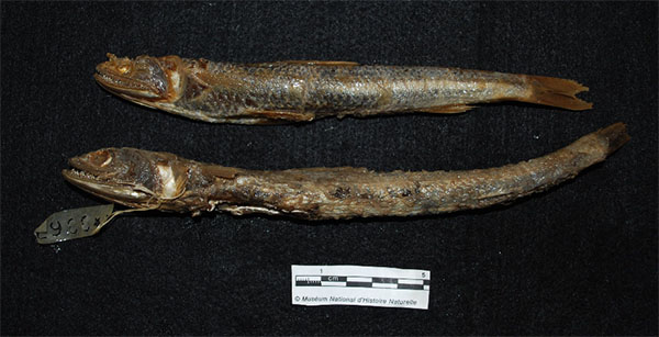 큰 매퉁이(Greater lizardfish). Saurida tumbil