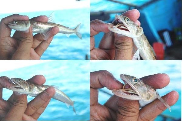 큰 매퉁이(Greater lizardfish). Saurida tumbil