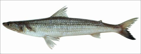 큰 매퉁이(Greater lizardfish). Saurida tumbil