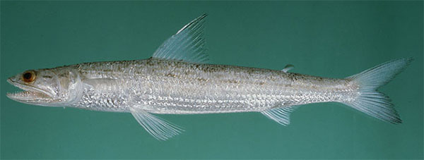 큰 매퉁이(Greater lizardfish). Saurida tumbil
