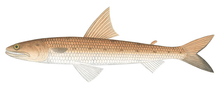 큰 매퉁이(Greater lizardfish). Saurida tumbil