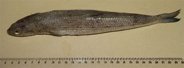 큰 매퉁이(Greater lizardfish). Saurida tumbil