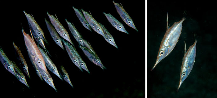대주둥치(Longspine snipefish). Macroramphosus scolopax