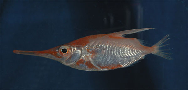 대주둥치(Longspine snipefish). Macroramphosus scolopax