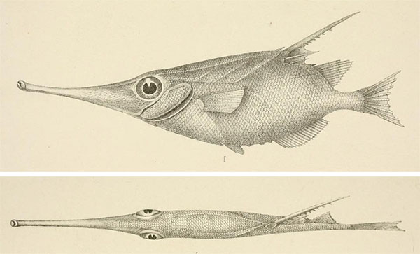 대주둥치(Longspine snipefish). Macroramphosus scolopax