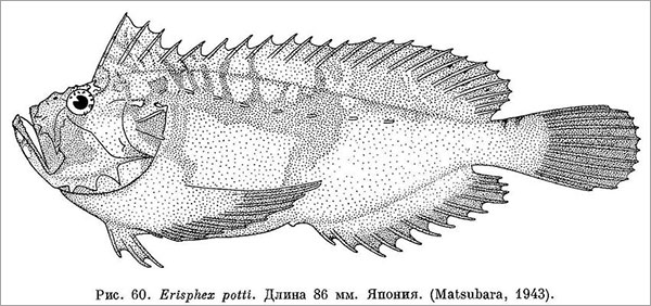 풀미역치(Spotted velvetfish).Erisphex pottii(Steindachner, 1896) Family 306