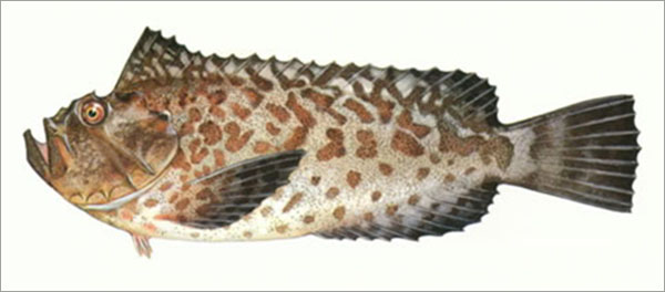 풀미역치(Spotted velvetfish).Erisphex pottii(Steindachner, 1896) Family 306