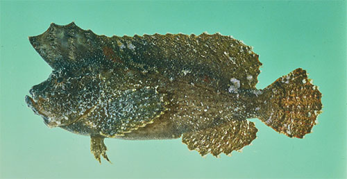돛치(Masudai velvetfish).Cocotropus masudai(Matsubara, 1943) Family 306