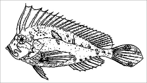 돛치(Masudai velvetfish).Cocotropus masudai(Matsubara, 1943) Family 306
