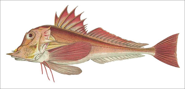 성대과 Family Triglidae(Searobins). → Family 310