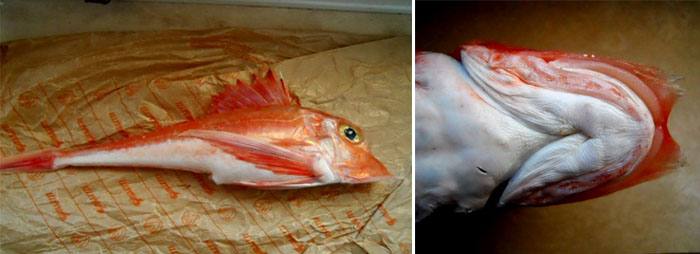 성대과 Family Triglidae(Searobins). → Family 310