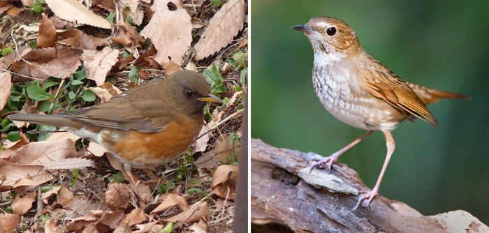 성대과 Family Triglidae(Searobins). → Family 310