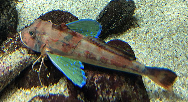성대(Spiny red gurnard).Chelidonichthys spinosus(McClelland, 1844) Family 310