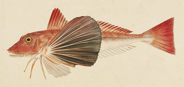 성대(Spiny red gurnard).Chelidonichthys spinosus(McClelland, 1844) Family 310