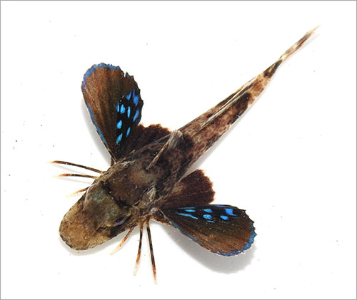 성대(Spiny red gurnard).Chelidonichthys spinosus(McClelland, 1844) Family 310