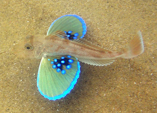 성대(Spiny red gurnard).Chelidonichthys spinosus(McClelland, 1844) Family 310