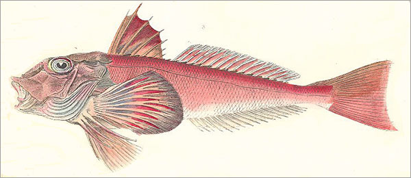 쌍뿔달재(Forksnout sea robin). Lepidotrigla alata(Houttuyn, 1782) Family 310