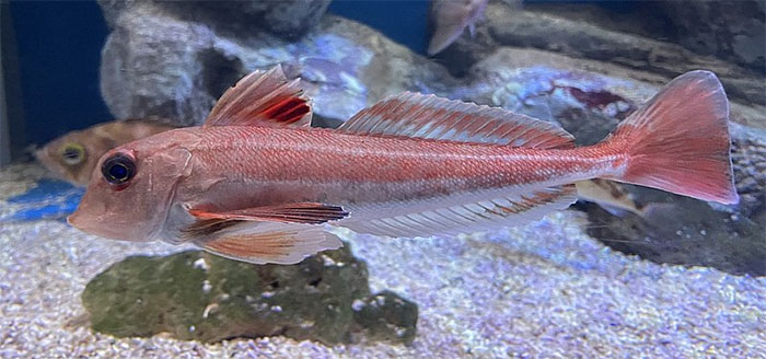 달강어(Redwing sea robin). Lepidotrigla microptera(Günther, 1873) Family 310