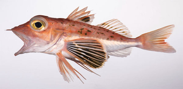 밑성대(Blackspotted gurnard). Pterygotrigla hemisticta(Temminck & Schlegel ...
