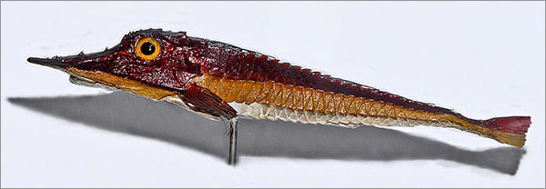 황성대과 Family Peristediidae(Armored searobins or armored gurnards).