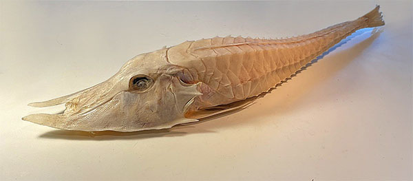 황성대과 Family Peristediidae(Armored searobins or armored gurnards).