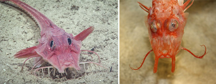 황성대과 Family Peristediidae(Armored searobins or armored gurnards).