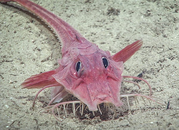 남방황성대(Armoured gurnard). Peristedion liorhynchus