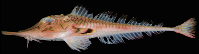남방황성대(Armoured gurnard). Peristedion liorhynchus