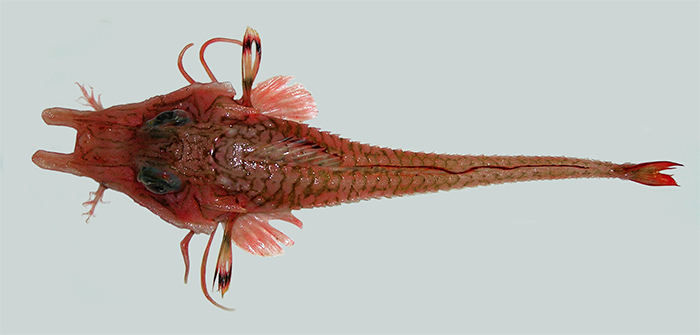 남방황성대(Armoured gurnard). Peristedion liorhynchus