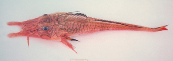 남방황성대(Armoured gurnard). Peristedion liorhynchus